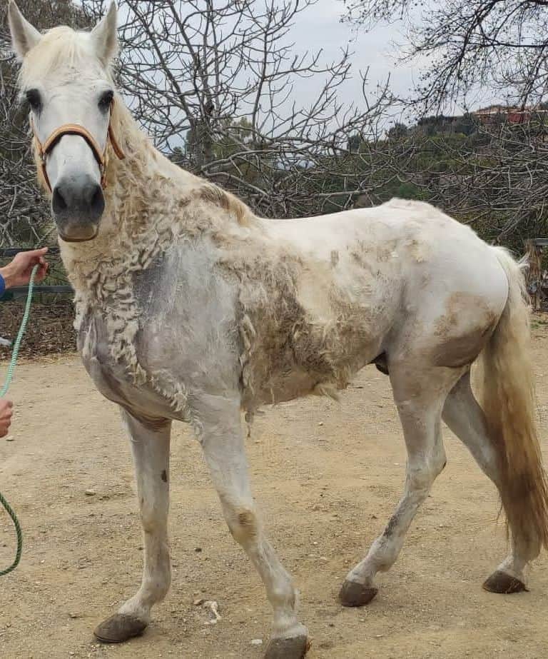 Horse Rescue Spain | Andalucian Rescue Centre for Horses