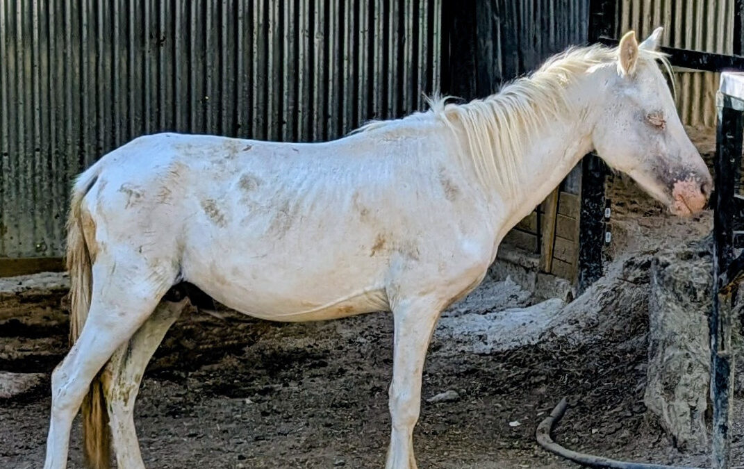 albino | Horse Rescue Spain