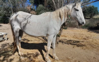 Adoptar | Horse Rescue Spain